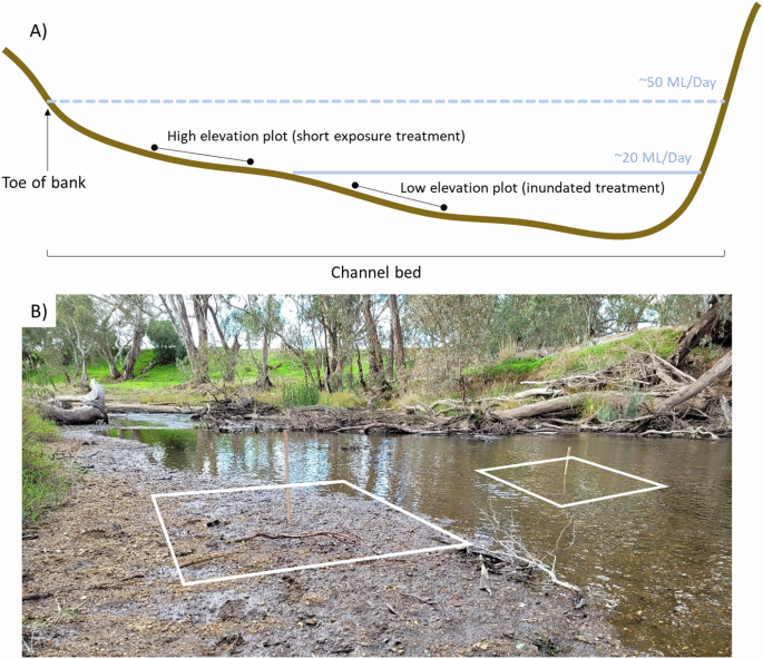 Managing River Low Flows to Enhance Instream Vegetation Recruitment ...