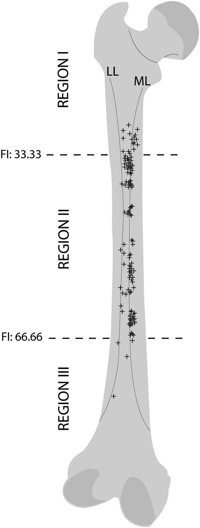 Morphometric, morphologic and topographic evaluation of diaphyseal ...