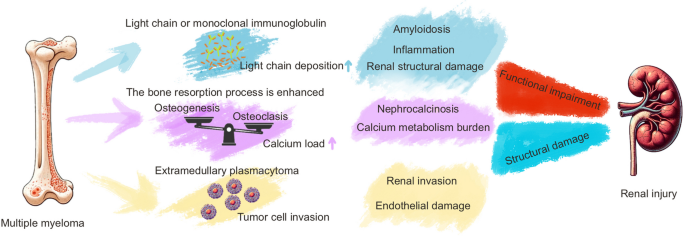 Update on kidney injury caused by multiple myeloma | Annals of Hematology