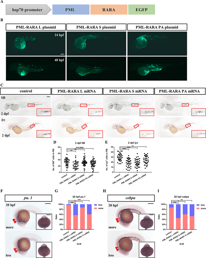 Zebrafish modeling of atypical PML-RARA isoform from acute ...