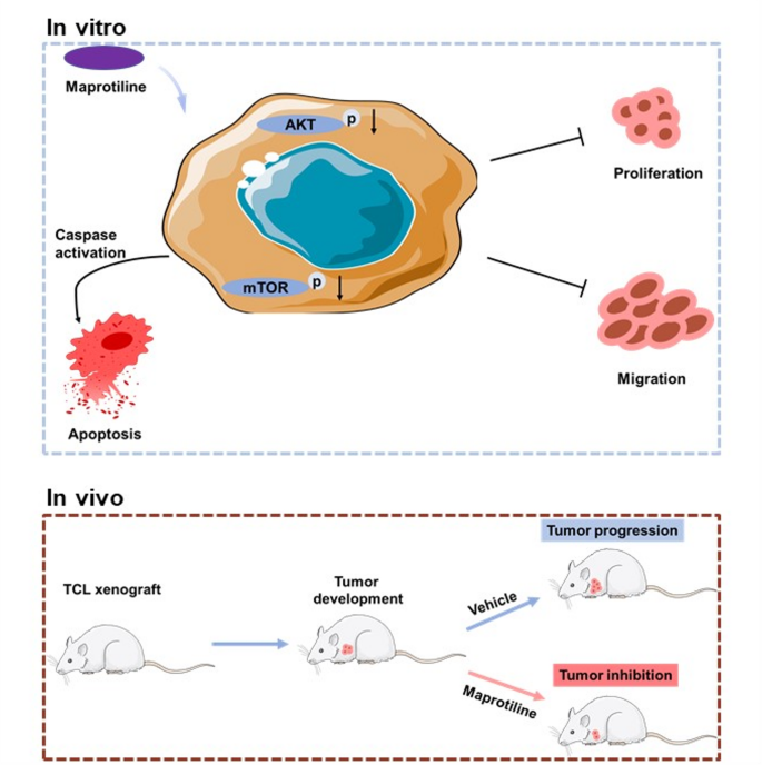 Targeting the akt/mtor signaling pathway by maprotiline leads to tumor ...