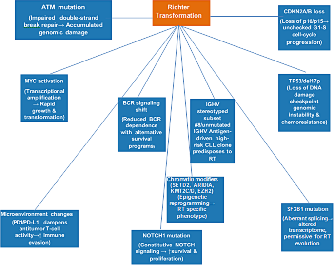 Richter’s transformation: status quo and quo vadis | Annals of Hematology
