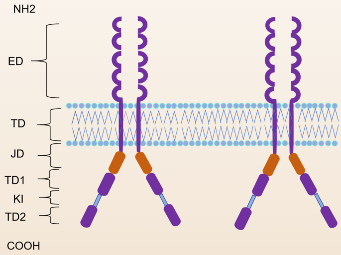 Impact of FLT3 mutation on its intracellular localization and ...