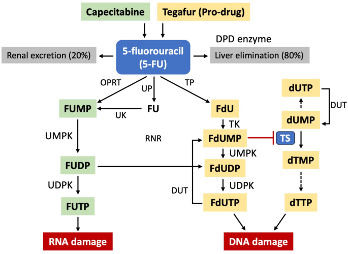 Dihydropyrimidine enzyme activity and its effect on chemotherapy ...