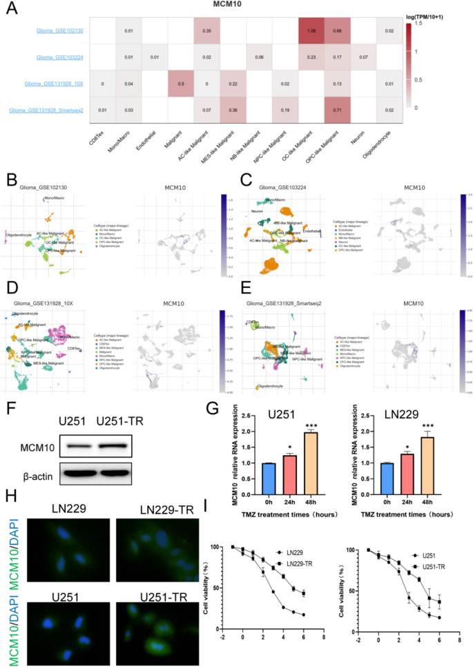 High MCM10 expression mediates TMZ resistance and promotes the ...