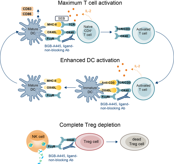 A phase I study of the OX40 agonist BGB-A445 with or without ...