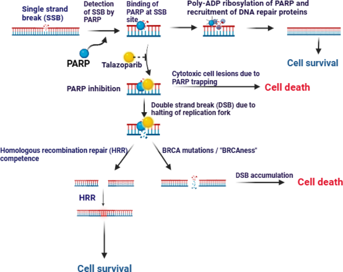 Clinical pharmacology and therapeutic applications of talazoparib: a ...
