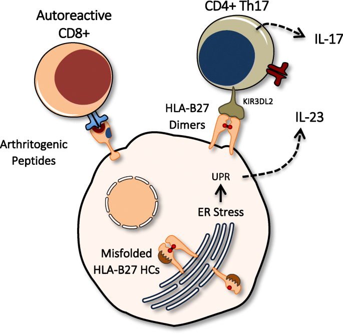 The enigmatic role of HLA-B*27 in spondyloarthritis pathogenesis ...