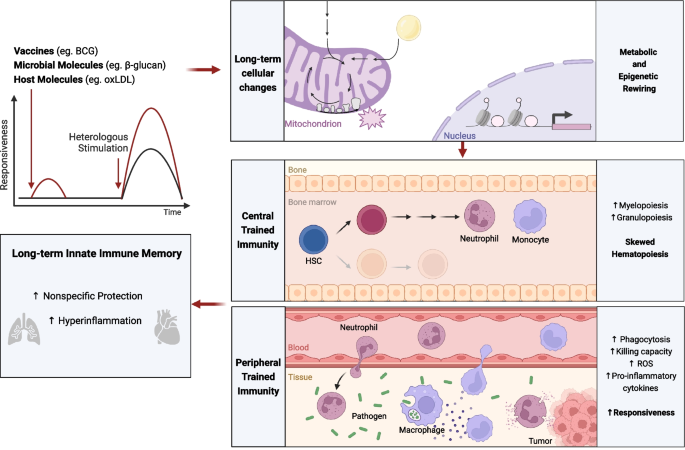 Metabolic Regulation in the Induction of Trained Immunity | Seminars in ...