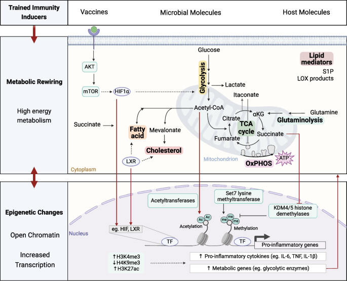 Metabolic Regulation in the Induction of Trained Immunity | Seminars in ...