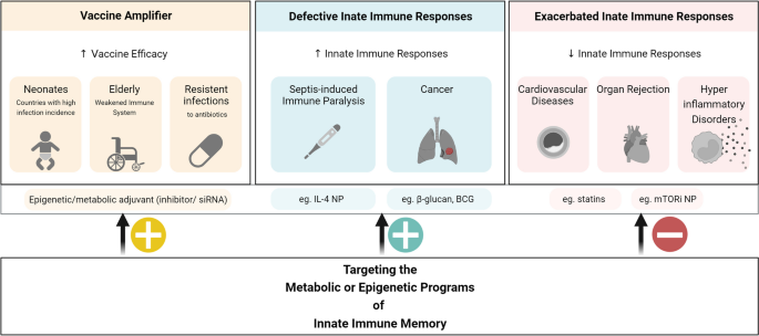 Metabolic Regulation in the Induction of Trained Immunity | Seminars in ...