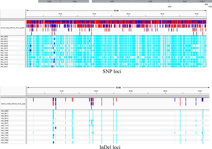 Duplex Real-Time Fluorescent Quantitative PCR Assays for the Detection of Toxigenic Microcystis ...