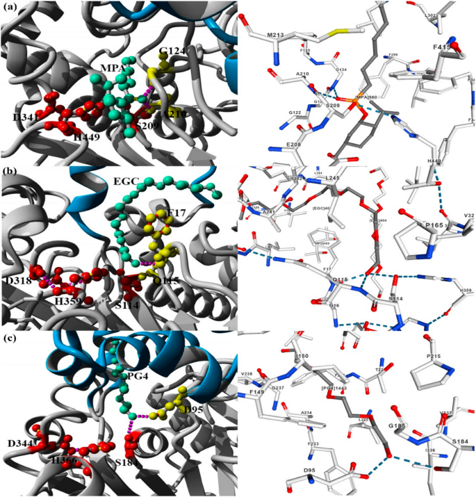 Comprehensive Insights into Microbial Lipases: Unveiling Structural ...
