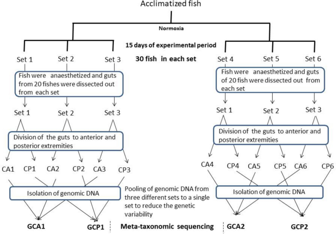 Effect of Hypoxia on the Gut Microflora of a Facultative Air-Breathing ...
