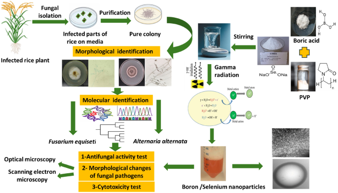 Antifungal Activity of Boron/Selenium Nanoparticles Irradiated via ...