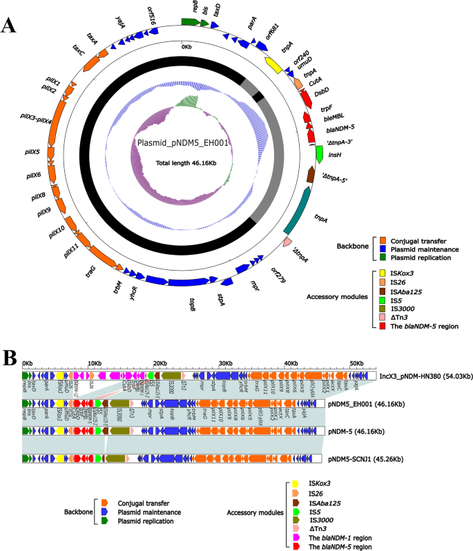 Co-occurrence of mcr-9 and blaNDM-5 in Multidrug-Resistant Enterobacter ...