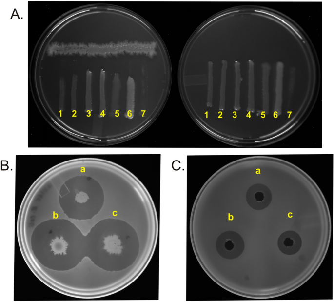 Comparative Genomic Analysis of Three Paenibacillus polymyxa Strains ...