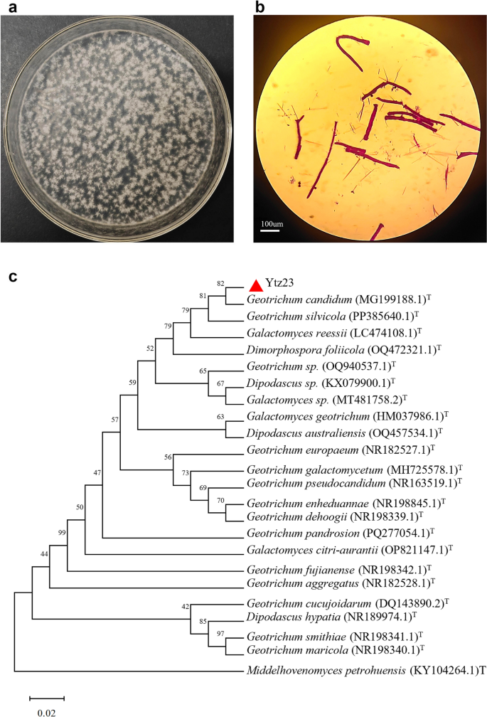 Isolation and Characterization of a Nitrilase-Producing Geotrichum ...
