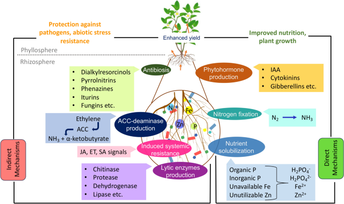 Unlocking Rhizosphere Dynamics: Exploring Mechanisms of Plant–Microbe ...