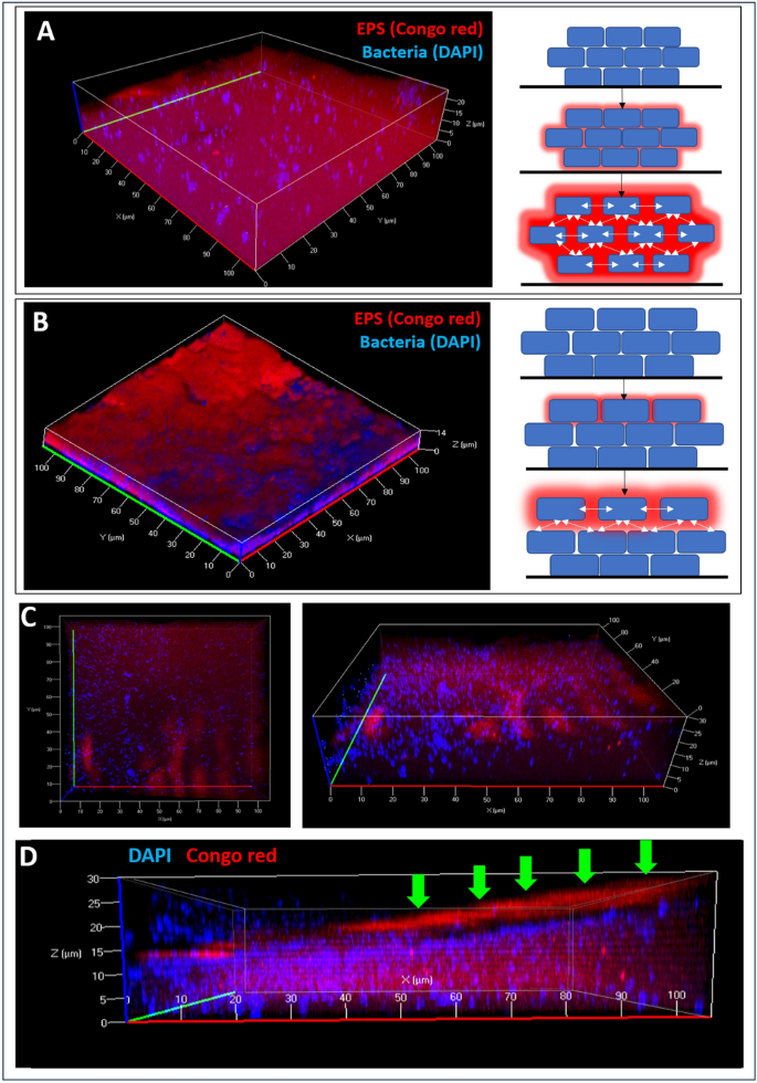 EPS-Producing Bacteria Promote Aggregation in Soil Preventing the ...