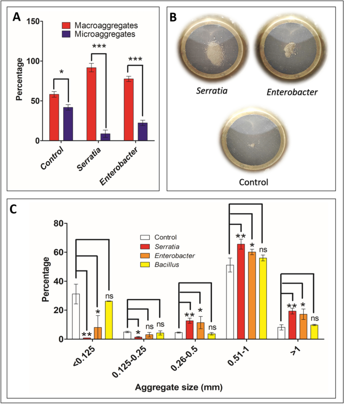 EPS-Producing Bacteria Promote Aggregation in Soil Preventing the ...