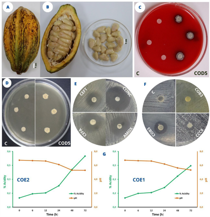 Lactiplantibacillus from Peruvian Criollo Blanco Cocoa and Cadmium ...