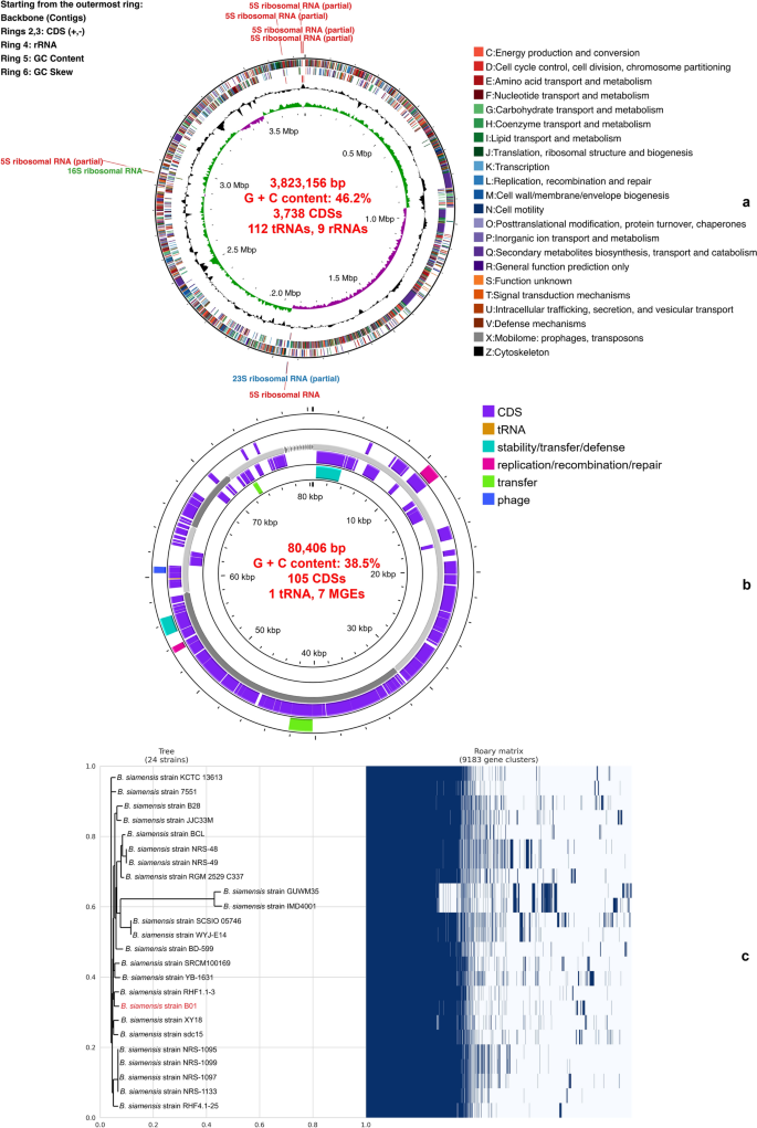 Genomic and Functional Characterization of Bacillus siamensis B01 with Antimicrobial Activity ...