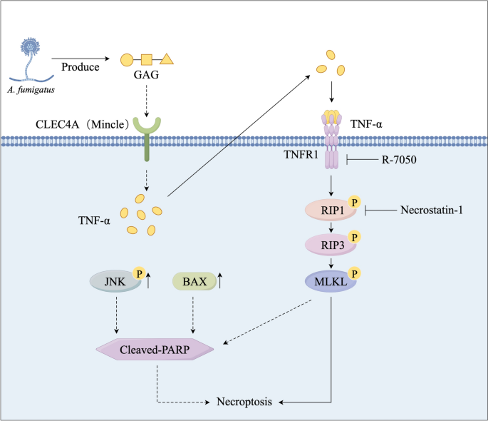 Regulation of Necroptosis by Aspergillus fumigatus Exopolysaccharide in ...