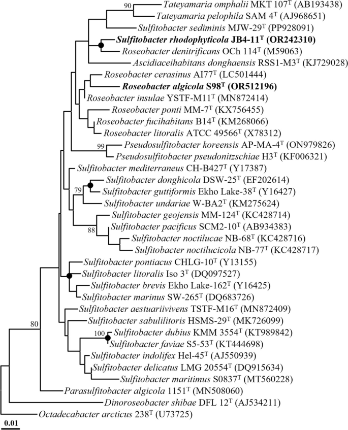 Roseobacter algicola sp. nov. and Sulfitobacter rhodophyticola sp. nov ...