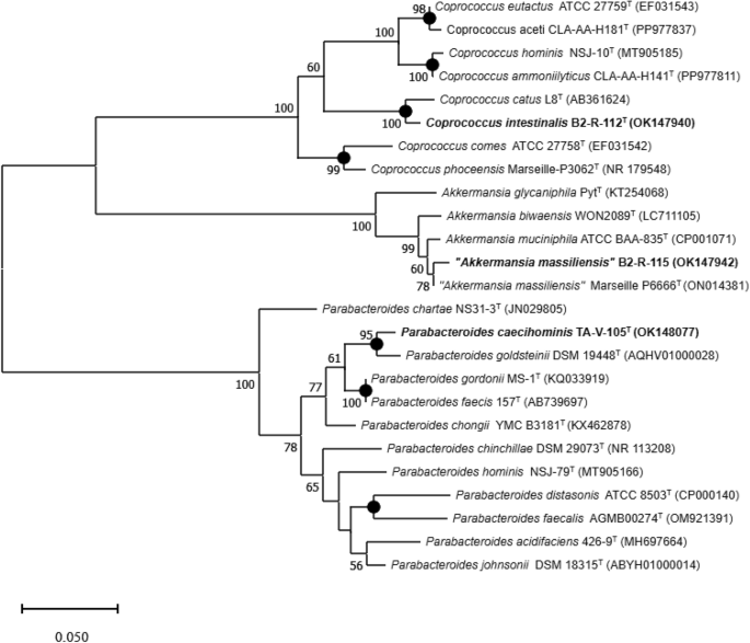Coprococcus intestinalis sp. nov., Parabacteroides caecihominis sp. nov ...