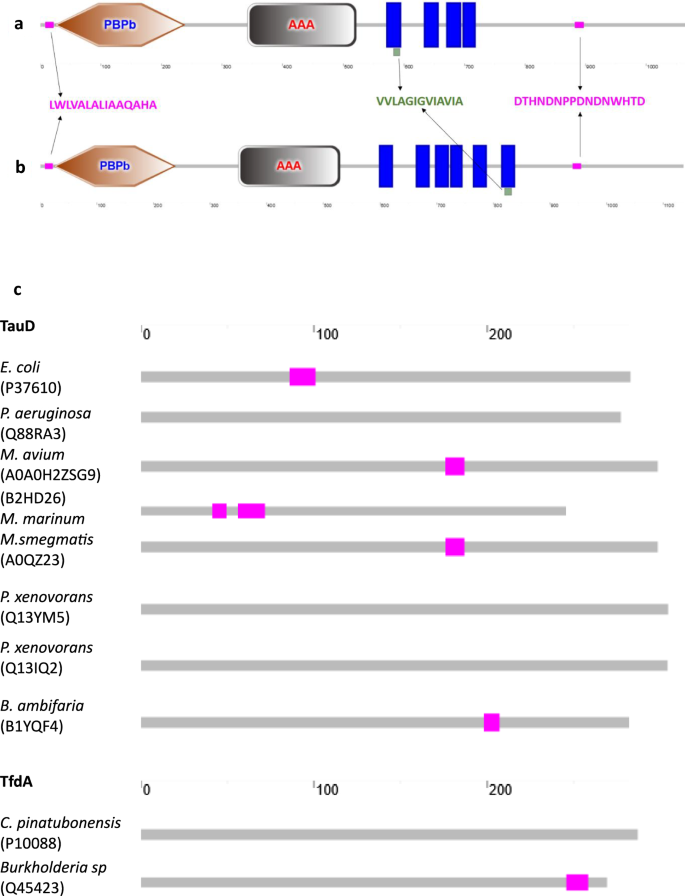 Phylogenetic Studies on Taurine Dioxygenase (TauD) | Current Microbiology