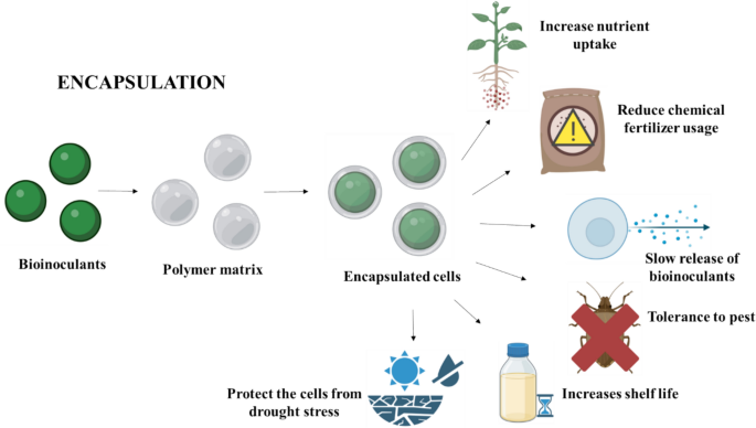 Recent Advances in Bioinoculant Formulations and Their Shelf-Life: A ...