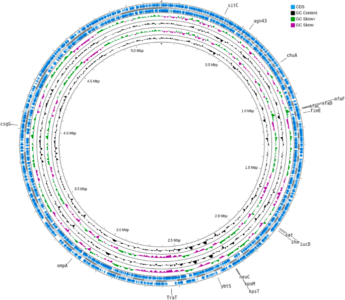 Unveiling the Genomic Landscape of Escherichia coli O1:K1:H7 ST59 in ...