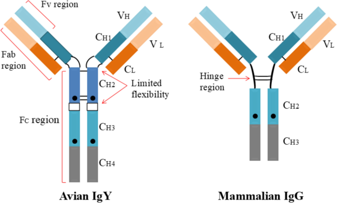 Harnessing the Potential of IgY: A Creative Approach for ...