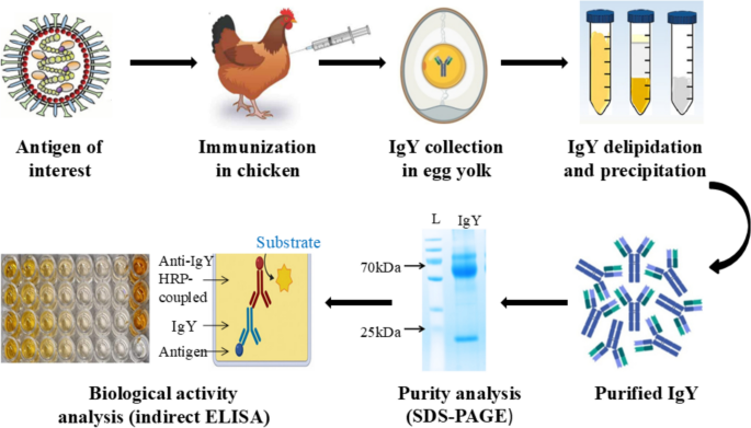 Harnessing the Potential of IgY: A Creative Approach for ...