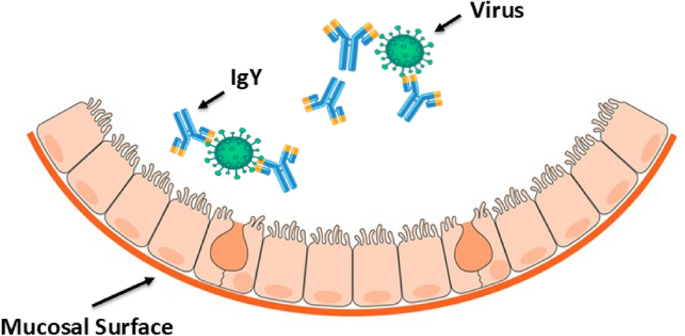 Harnessing the Potential of IgY: A Creative Approach for ...