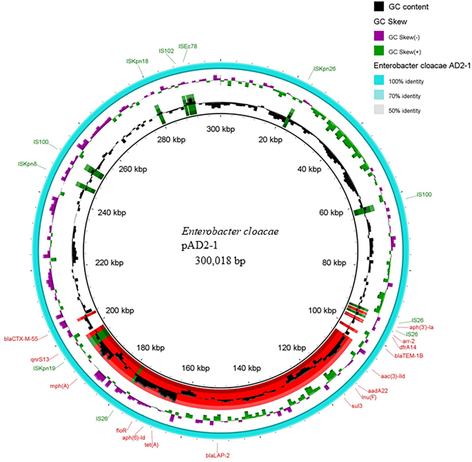 ESBL-Producing Enterobacter cloacae Complex and Klebsiella pneumoniae ...
