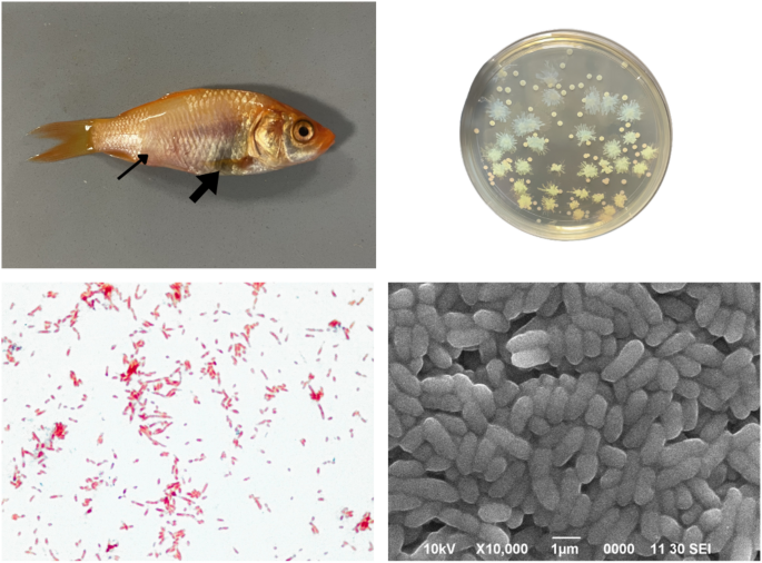 Isolation of Proteus sp. Closely Related to P. Vulgaris (Vulgaris ...