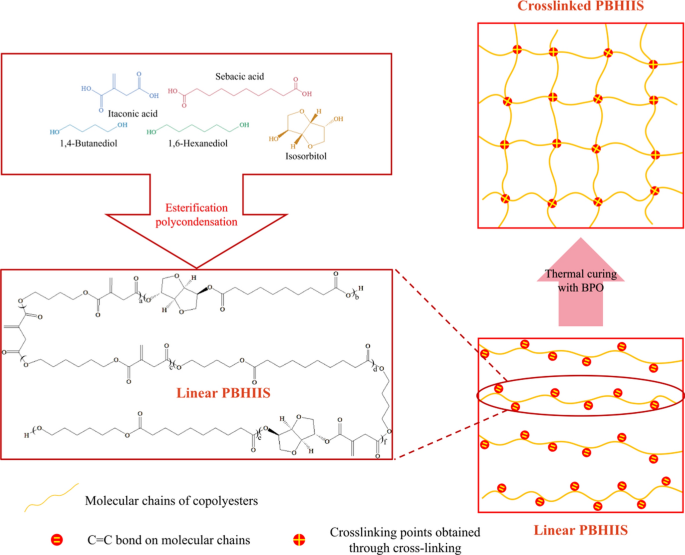 Advanced elasticity and biodegradability of bio-based copolyester ...