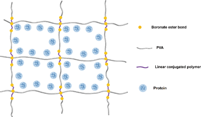 Hydrogel formation via conjugated polymer-polyvinyl alcohol ...