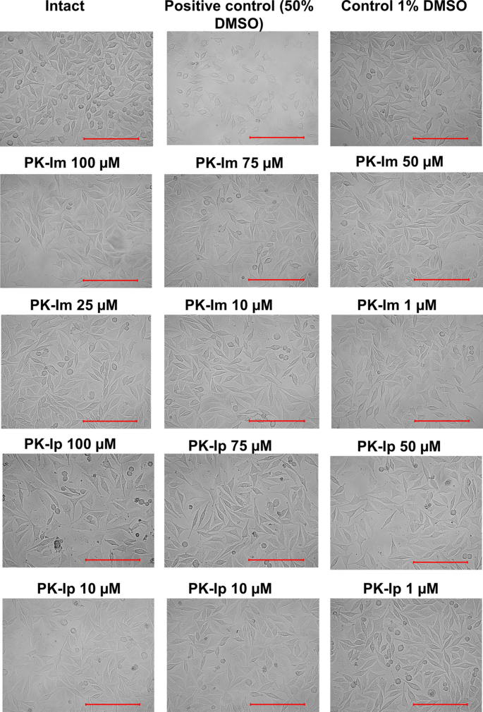 Cerium effect on biological properties of new redox-responsive ionene ...