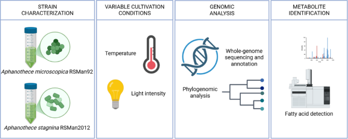 Polyphasic characterization and genomic insights of the cyanobacteria ...