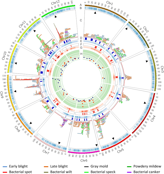 Unraveling the genetic basis of quantitative resistance to diseases in ...