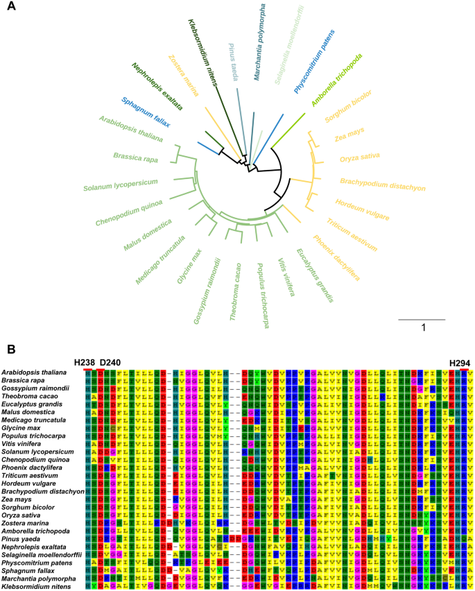 OPDA/dn-OPDA actions: biosynthesis, metabolism, and signaling | Plant ...