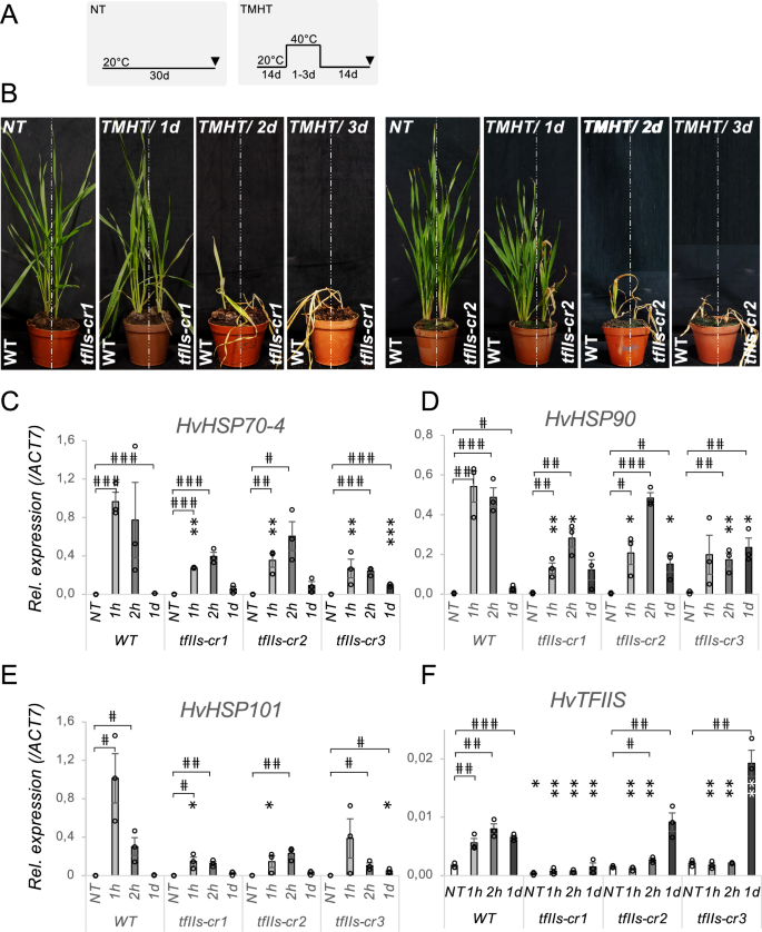 TFIIS is required for reproductive development and thermal adaptation ...