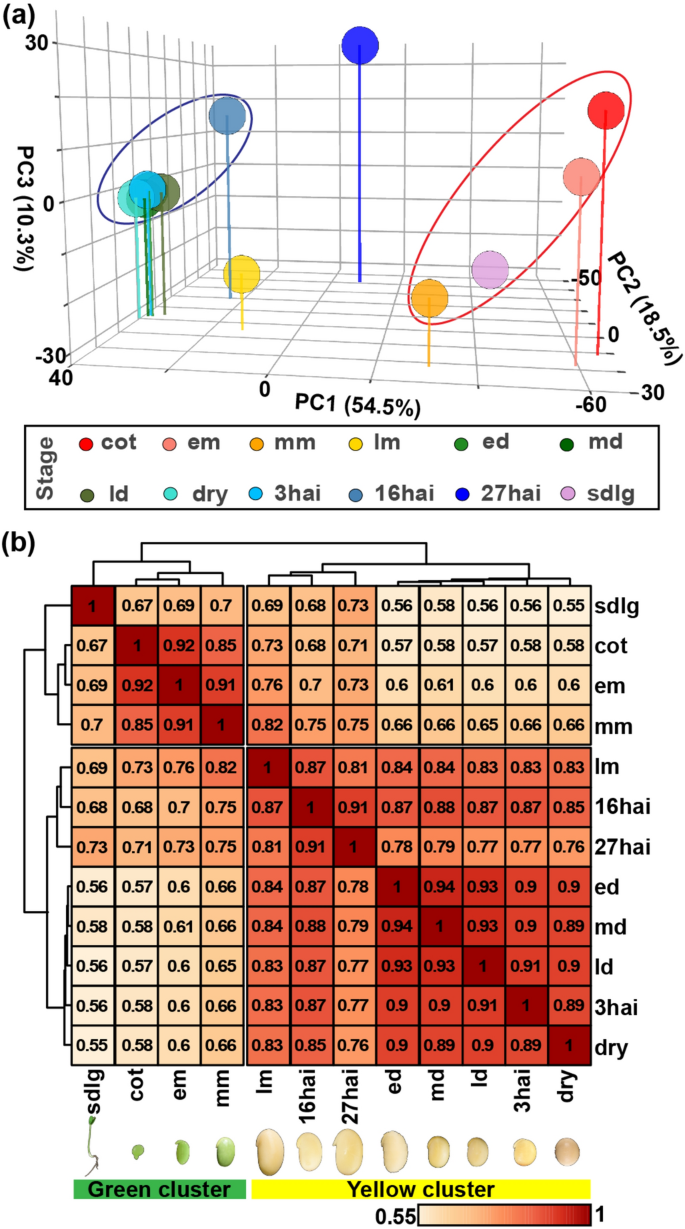 Dissecting the temporal genetic networks programming soybean embryo ...