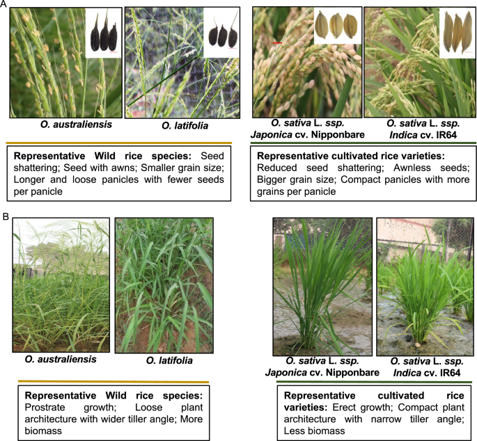Revisiting development and physiology of wild rice relatives for crop ...