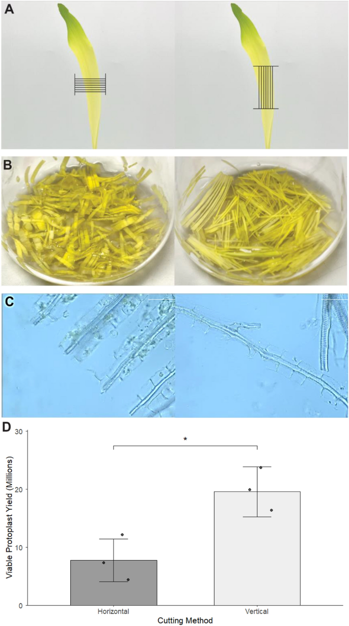 Rapid assessment of CRISPR gRNAs with optimized protoplast ...