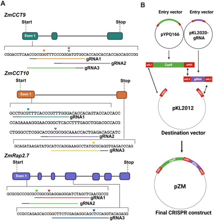 Rapid assessment of CRISPR gRNAs with optimized protoplast ...