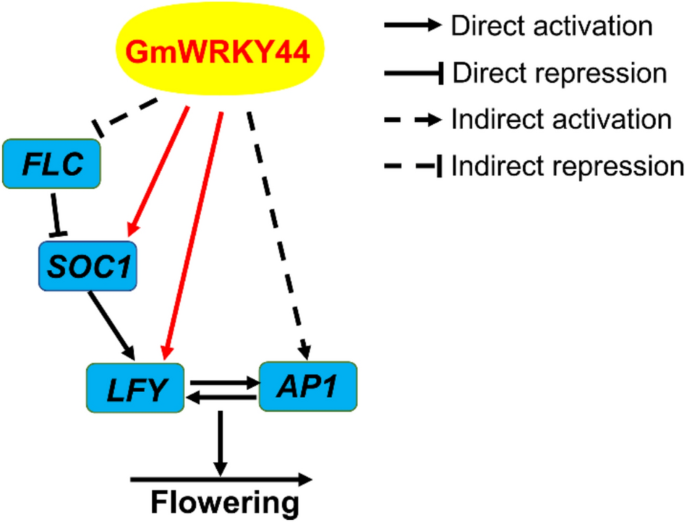 Soybean GmWRKY44 transcription factor activates SOC1 and LFY to promote ...